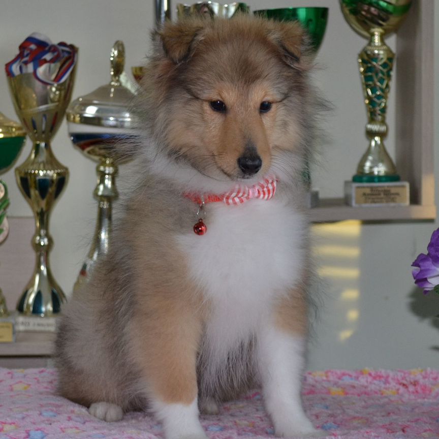 Шелти, щенок