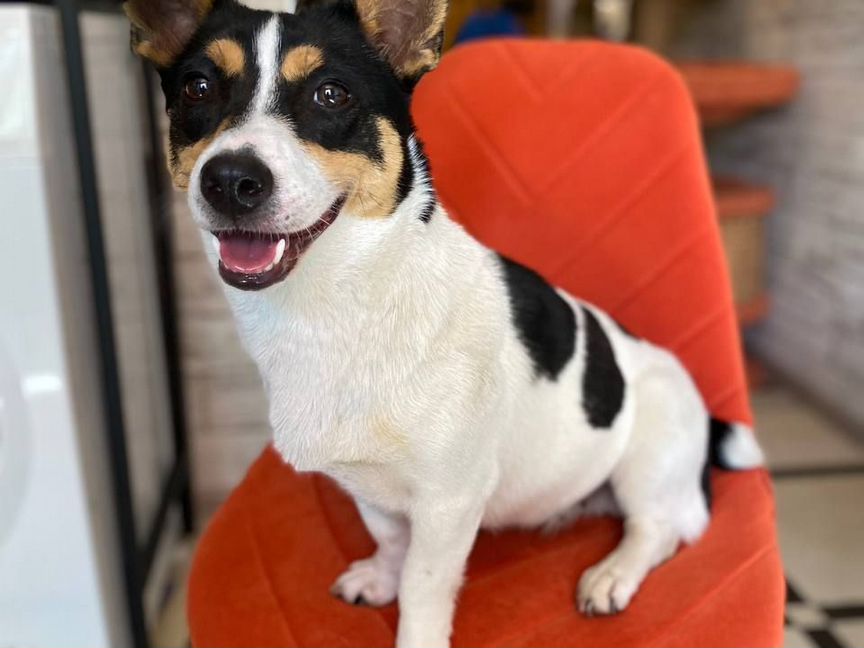 Маленькая собака в добрые руки отдам бесплатно