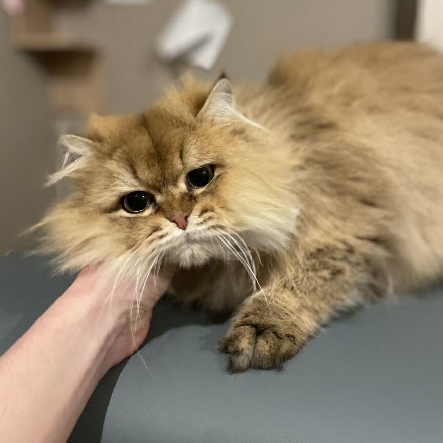 Шотландский прямоухий длинношёрстный, взрослый кот