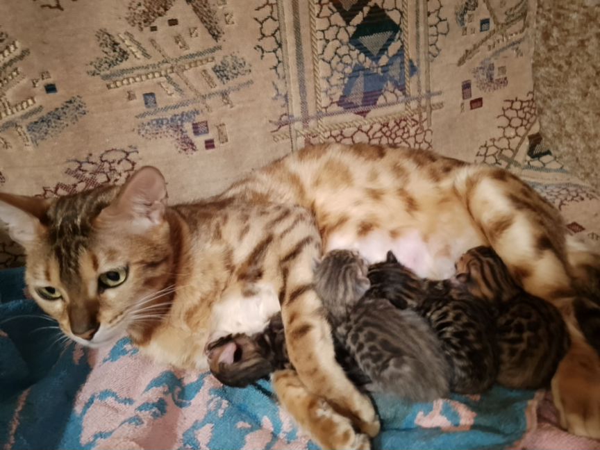Бенгальские котята