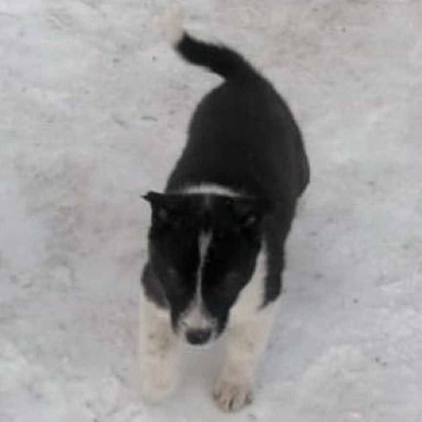 Щенки восточно сибирской лайки