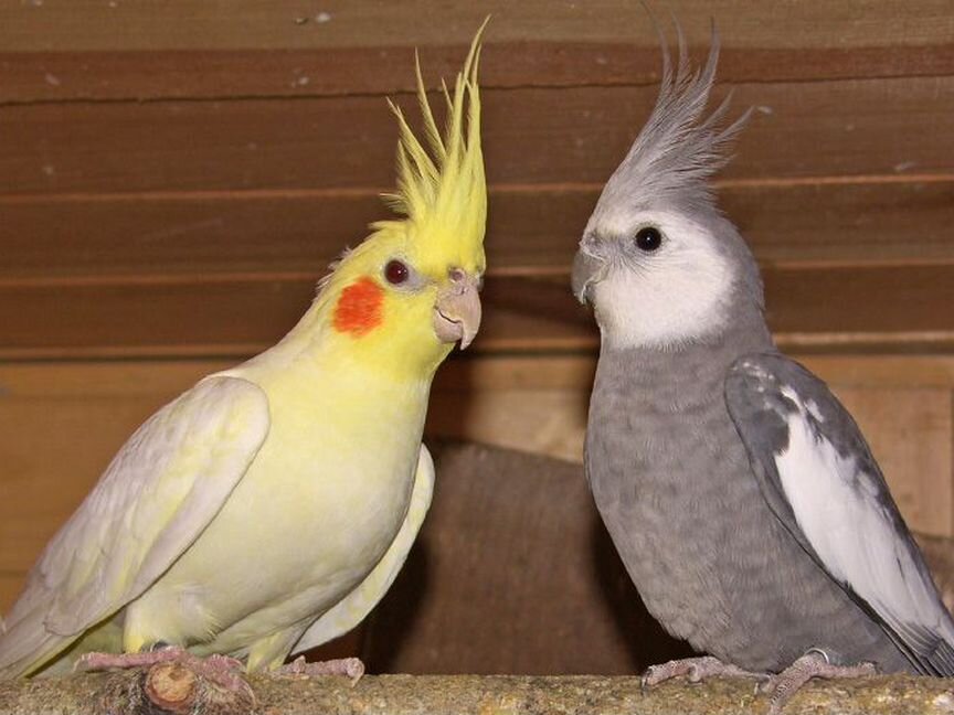 Стайка попугаев корелла