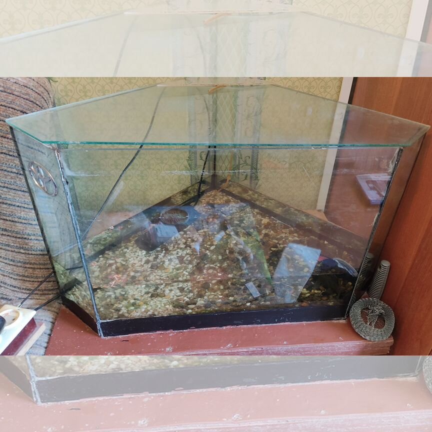 Аквариум с сомами