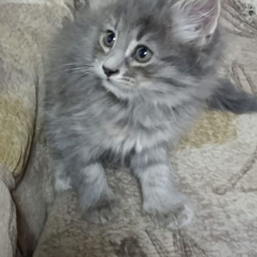 Котята в добрые руки бесплатно девочки