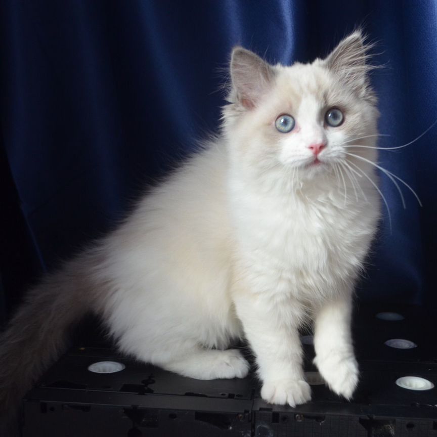 Котенок Арти, Rag Doll, blue point bicolour