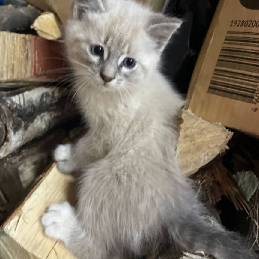 Котёнок в добрые руки