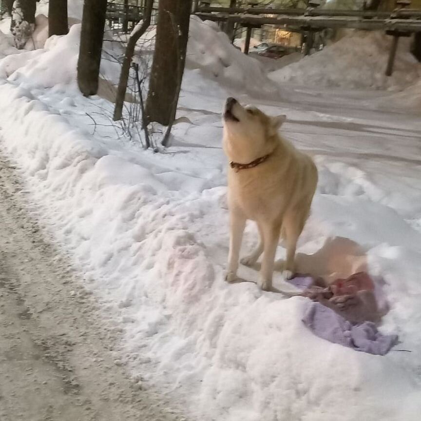 Акита-ину, взрослый пёс
