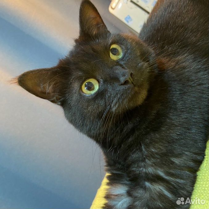 Кот черный на серебре шотландская порода