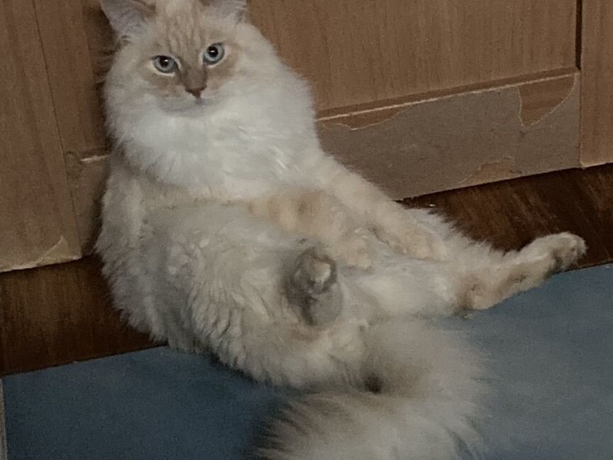 Кот Невский Маскарадный