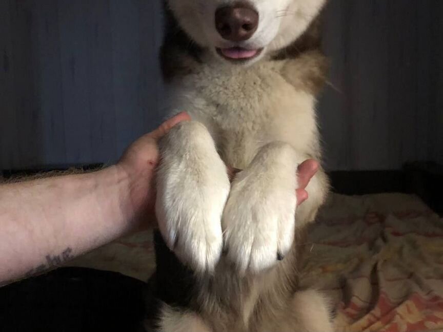 Сибирский хаски