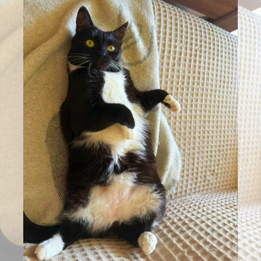 Взрослая, кошка в добрые руки