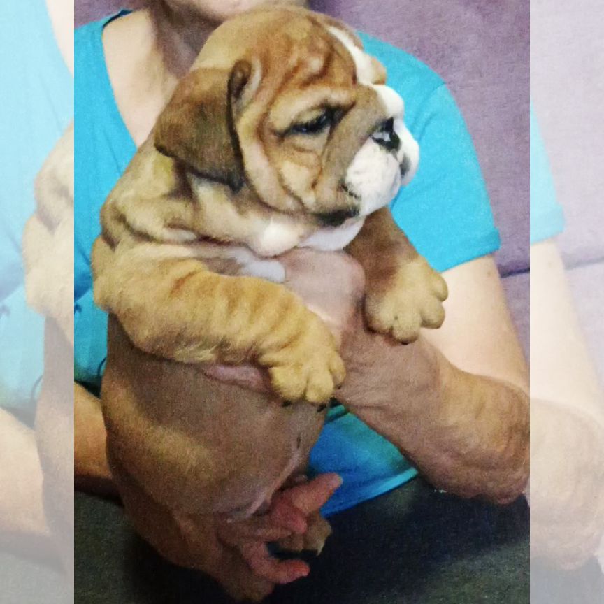 Английский бульдог, щенок