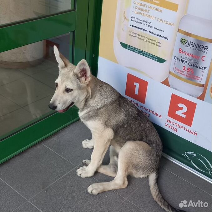Собака в добрые руки щенок