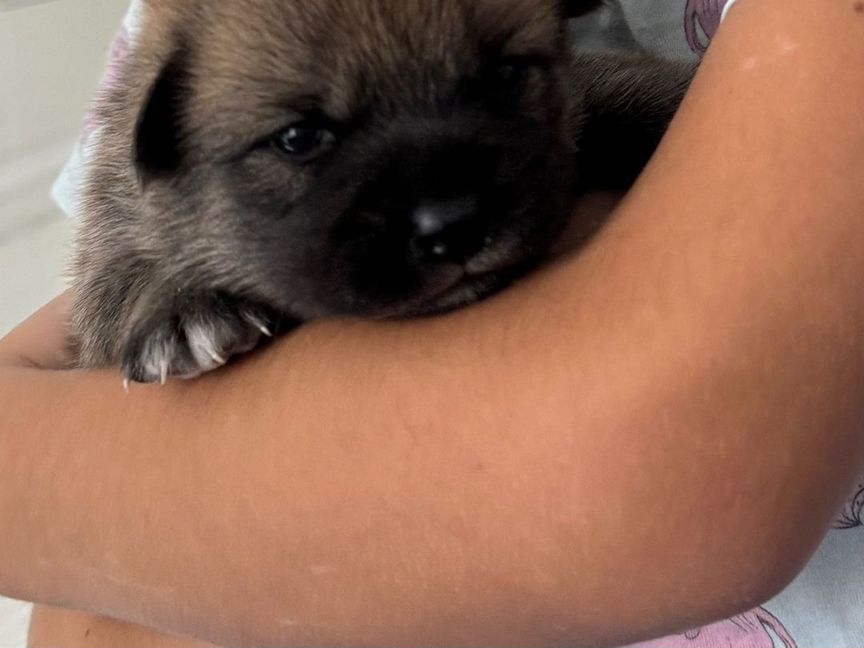 Собаки сиба ину щенки