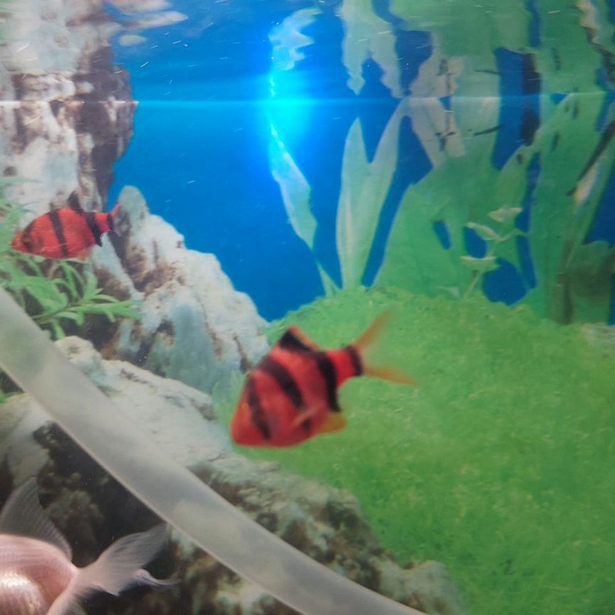 Аквариумные рыбы