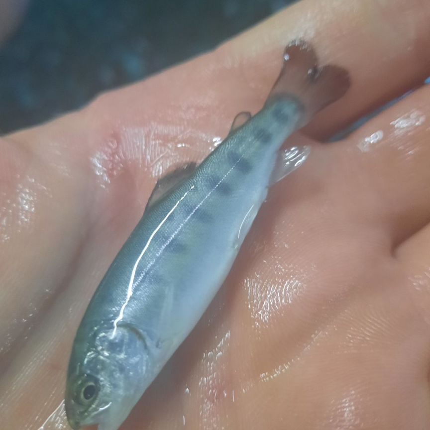 Продам форель малек