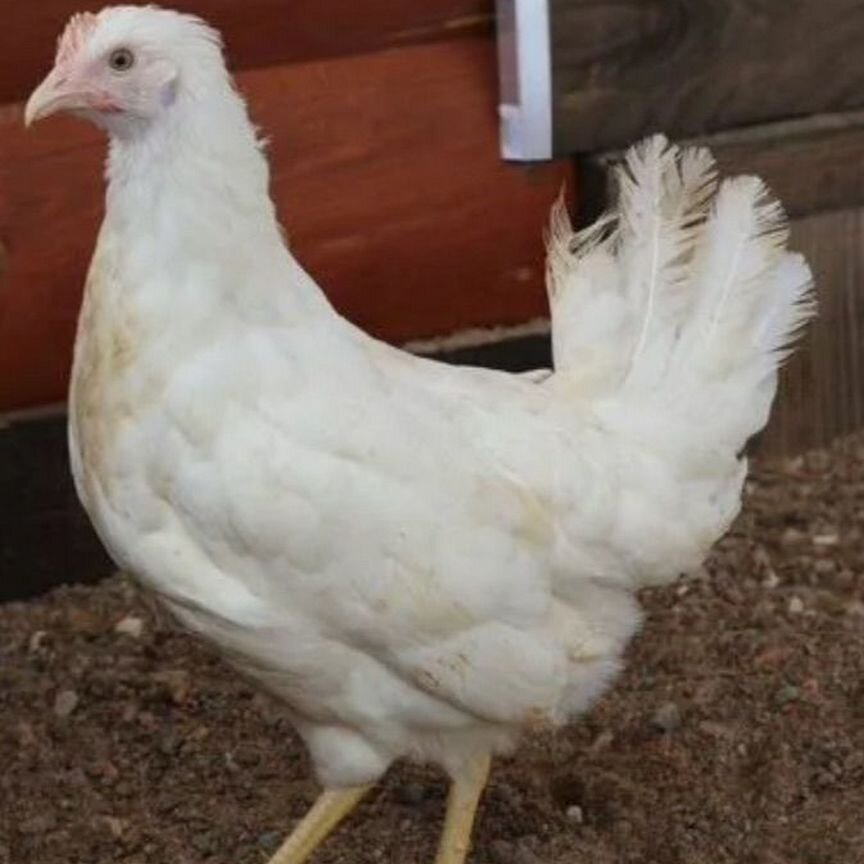 Куры молодки белые 4,5 мес