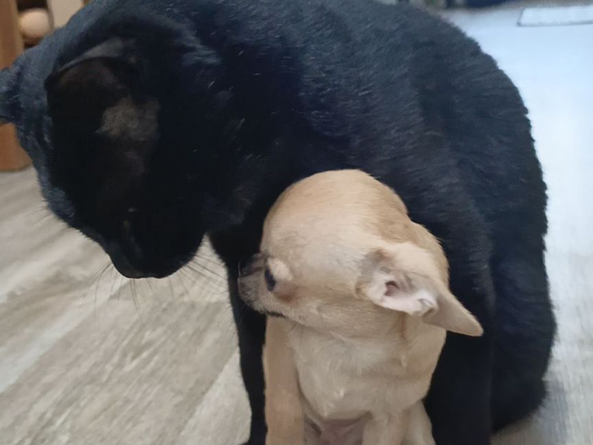 Мини мальчишка