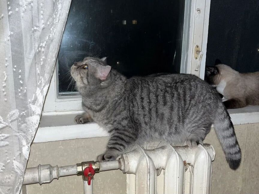 Отдам кота бесплатно