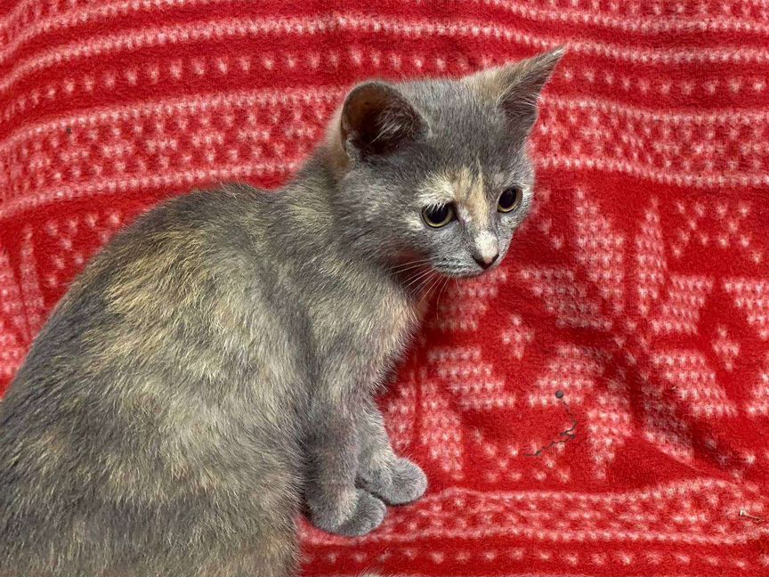 Кошечки (девочки) в добрые руки бесплатно