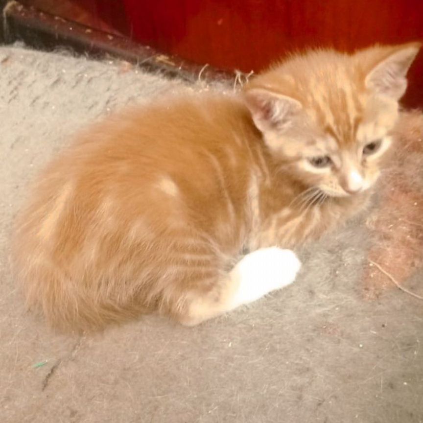 Котята ищут добрые лапки