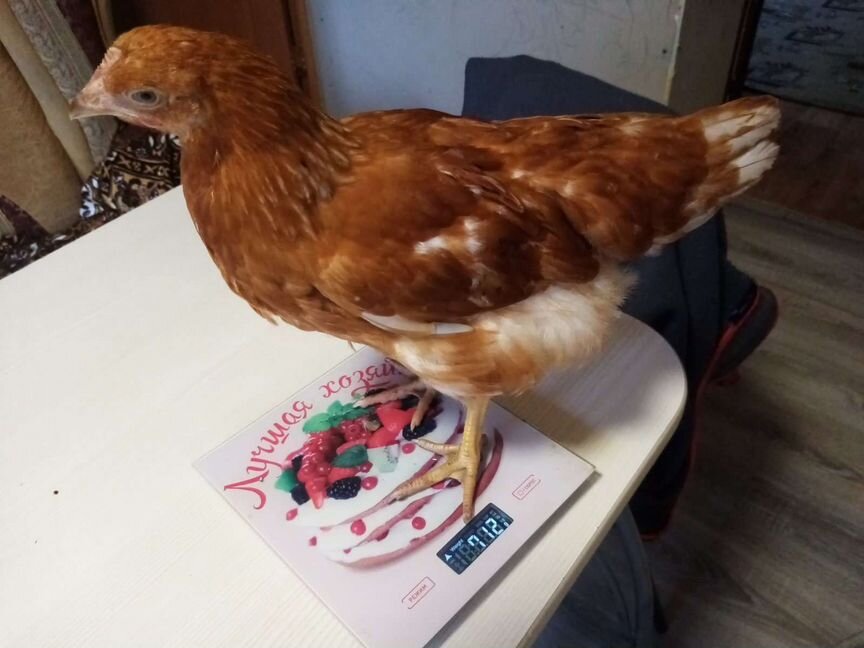 Куры молодки