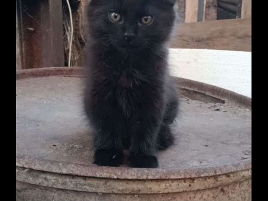Котята в семью
