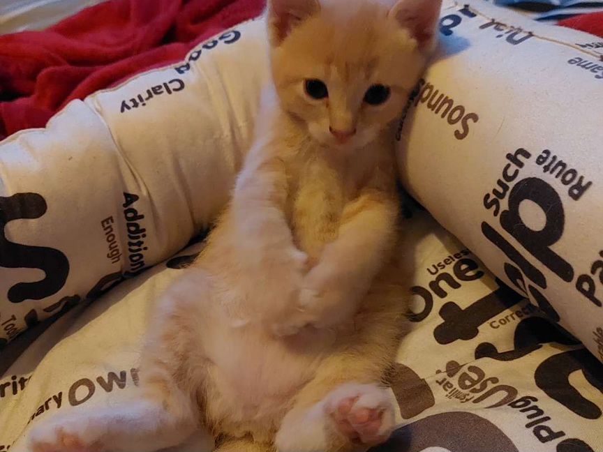 Кошка в дар