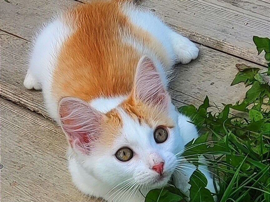 Рыжий котенок Лео в добрые руки