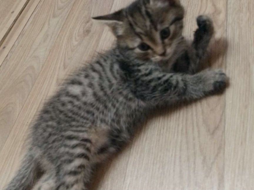 Котята в добрые руки мальчик