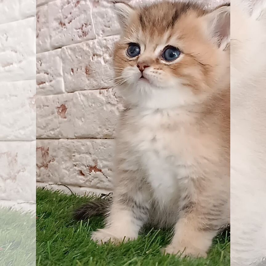 Британский короткошёрстный котёнок