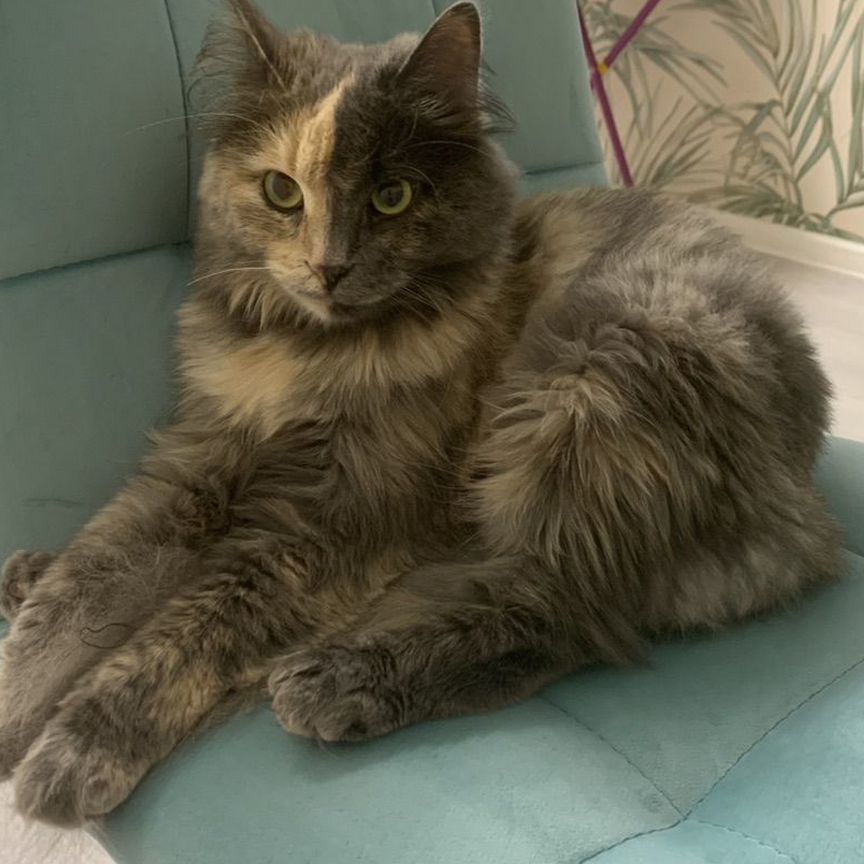 Сибирская кошечка