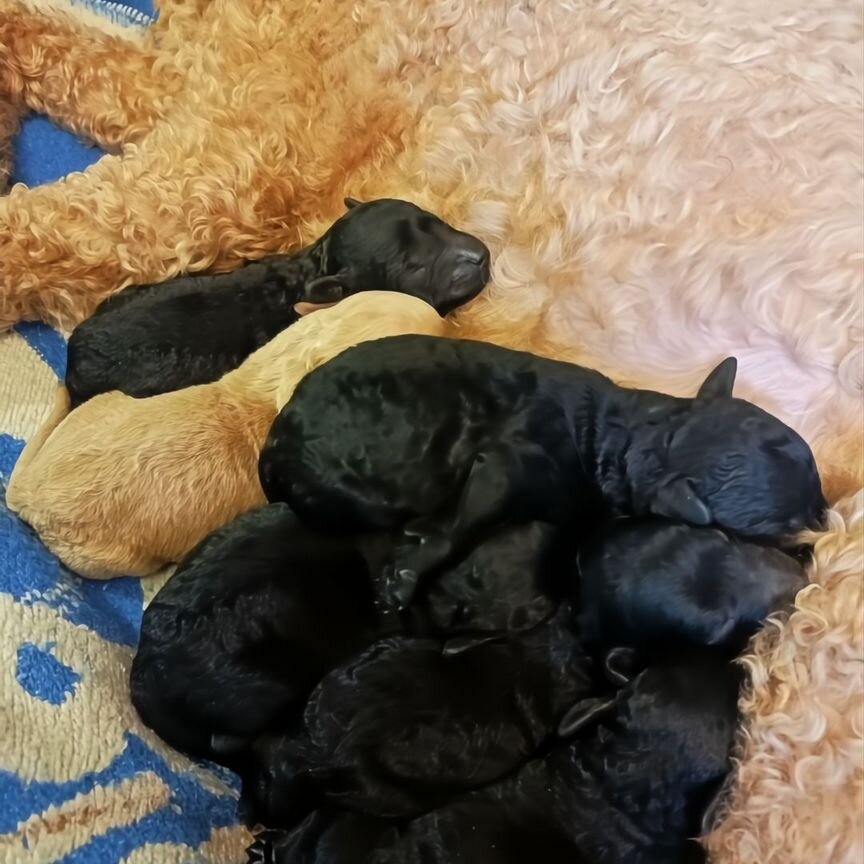 Пудель, щенок