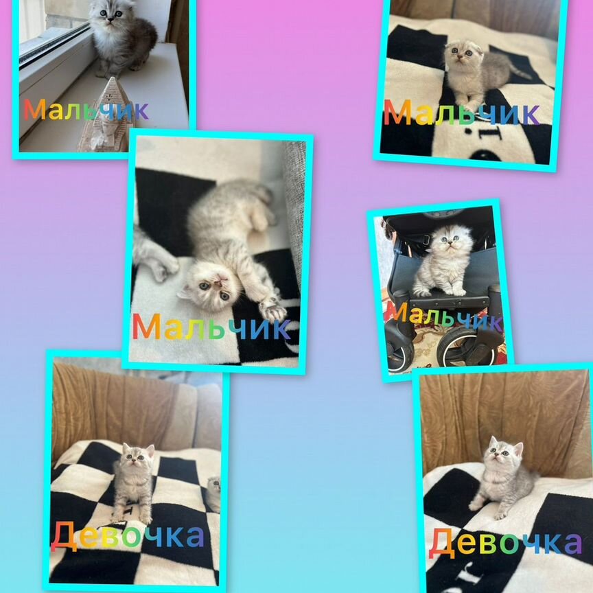 Продаются котята