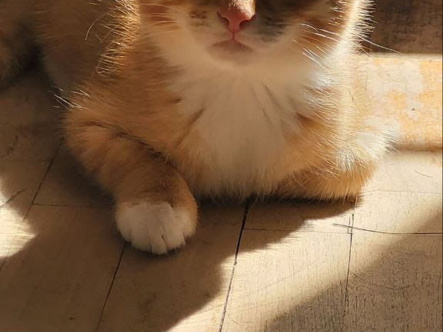 Маленькому рыжику нужен хозяин