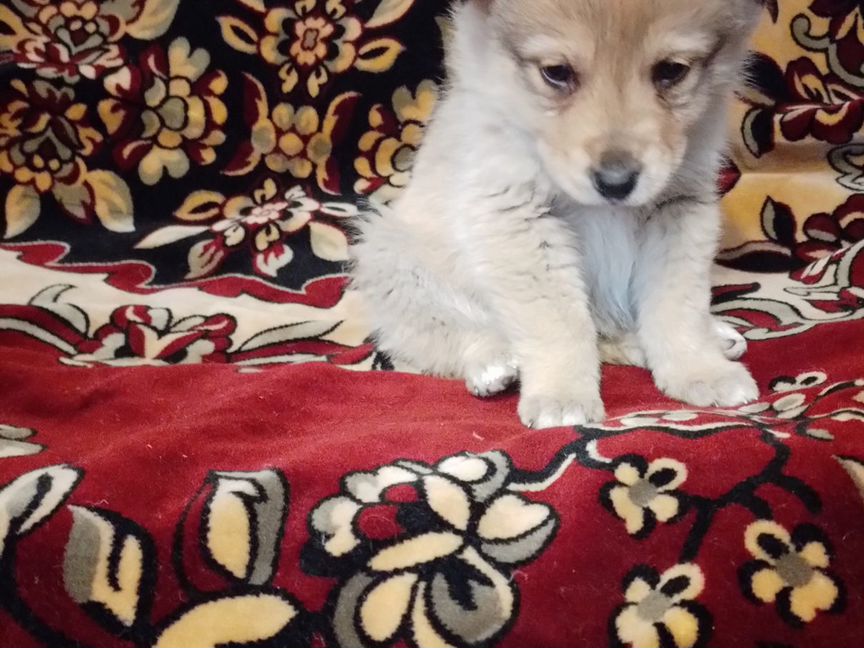 Отдам в добрые руки