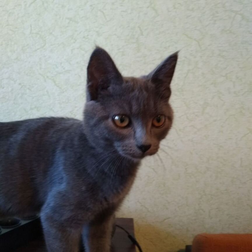 Отдадим котенка бесплатно с доставкой