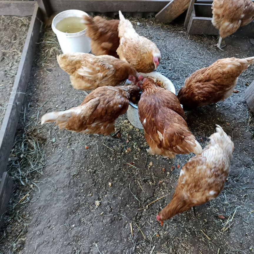 Куры несушки