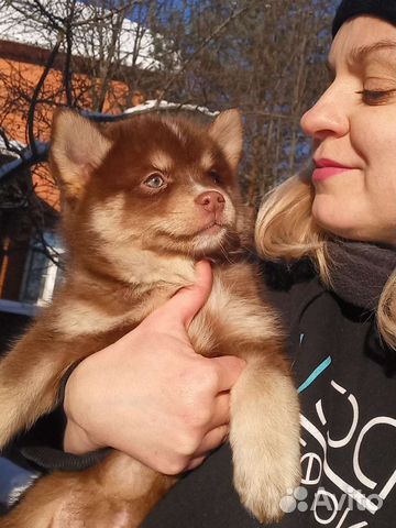 Помски кобель темный шоколад