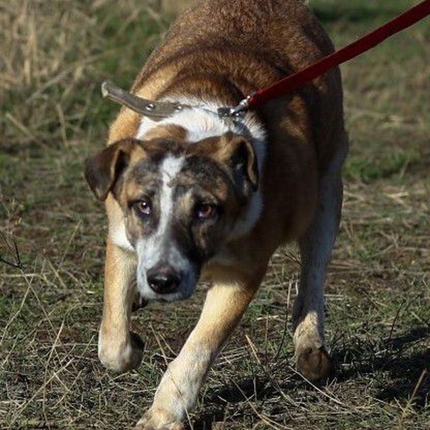 Мальчик ищет семью