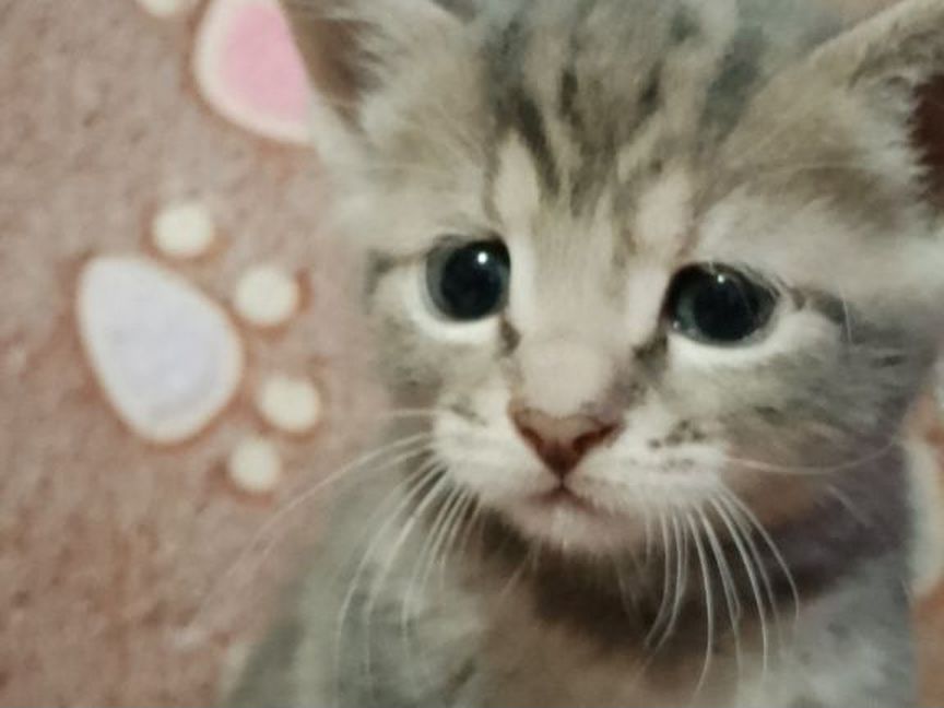 Отдам в добрые руки катëнка