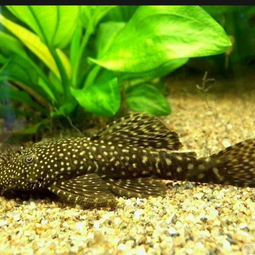 Аквариумные рыбки и растения