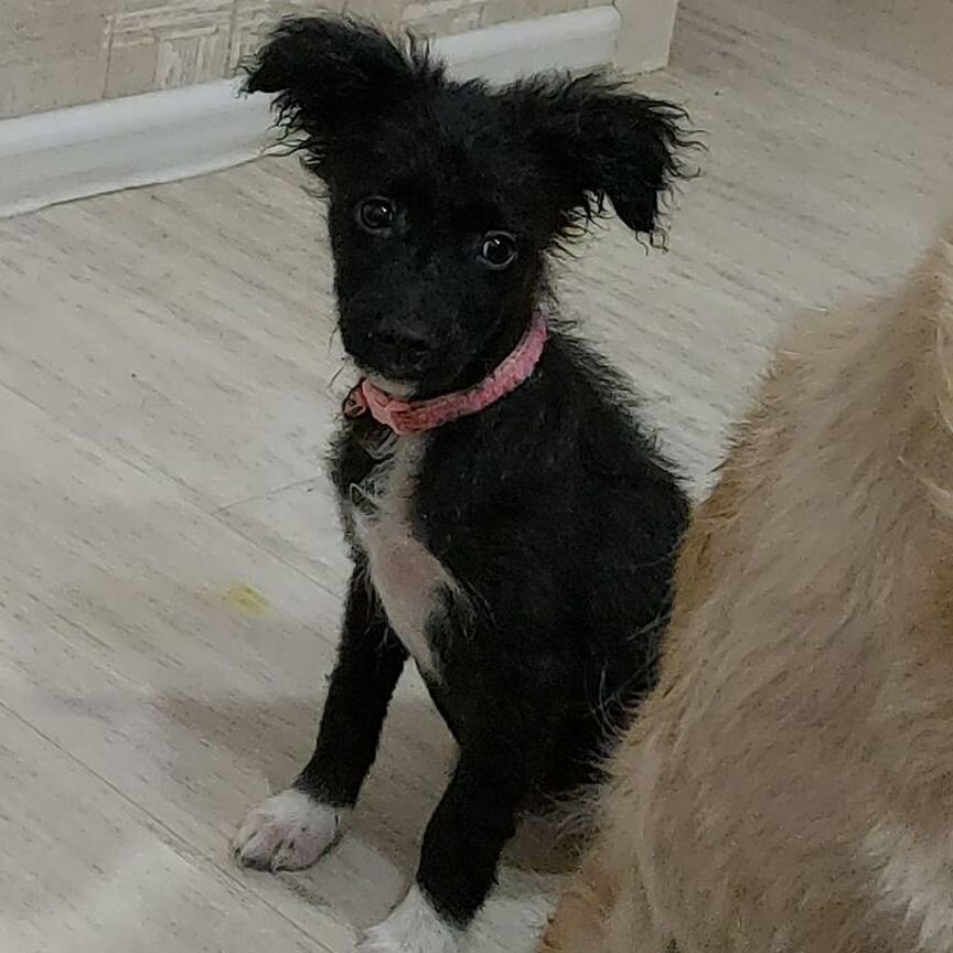 Щенок в добрые руки