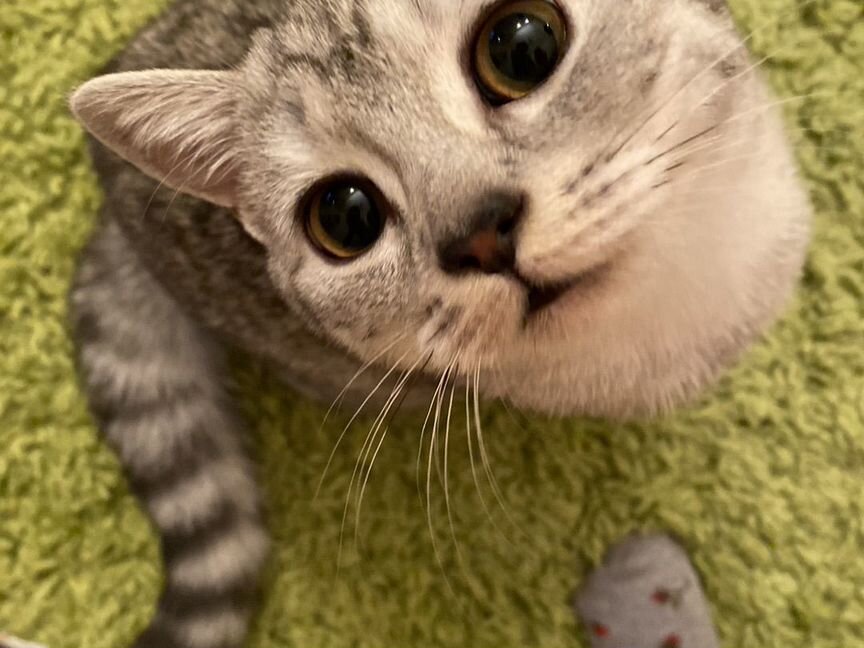 Кот и кошка шотландцы в добрые руки
