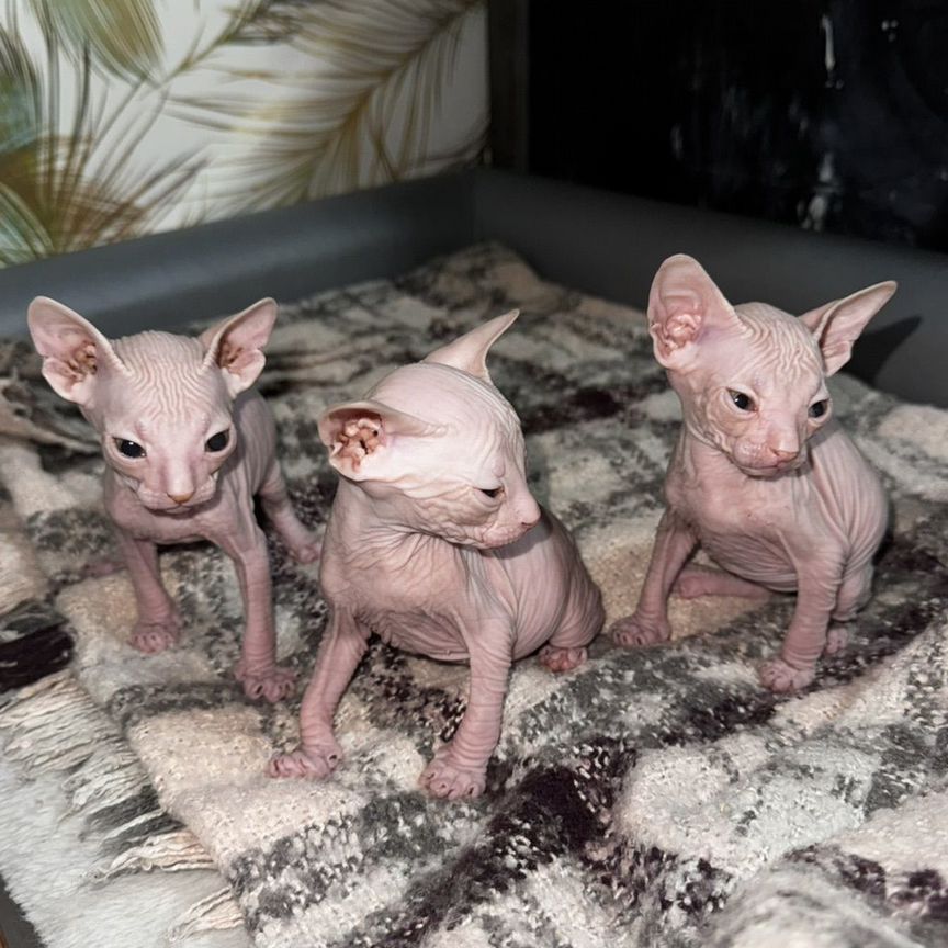 Донской сфинкс котёнок
