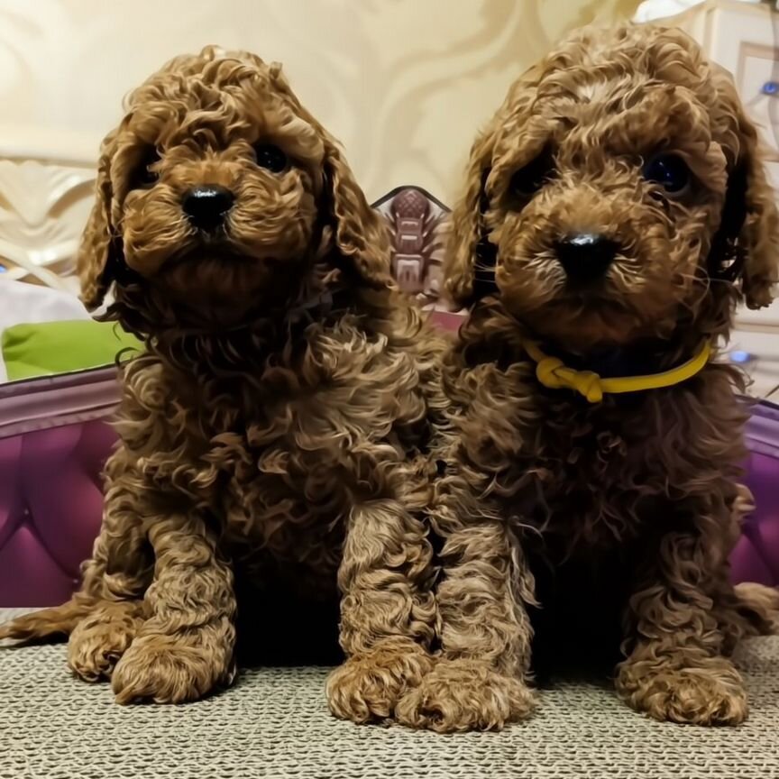 Той-пудель, щенок