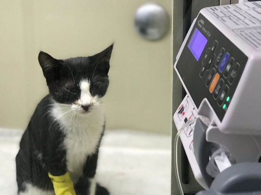 Котенок ищет дом или передержку после лечения