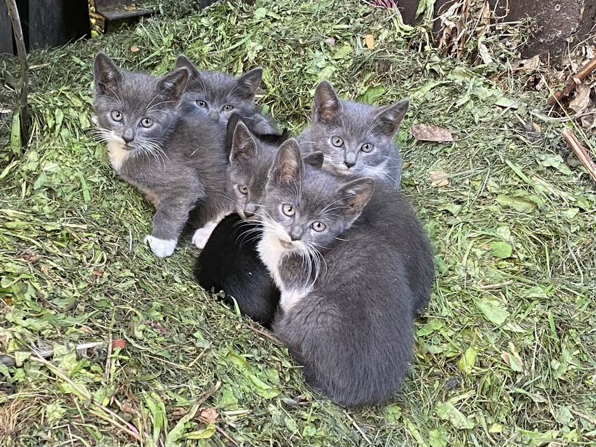 Котята в добрые руки бесплатно