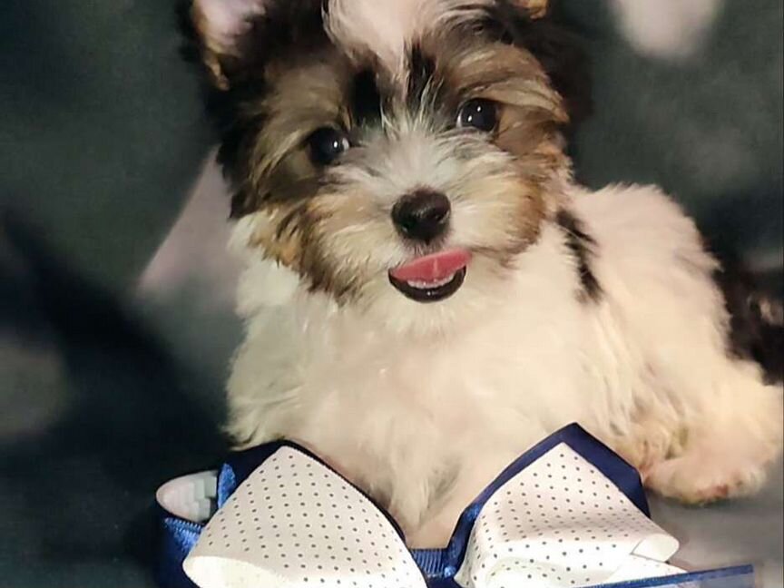 Бивер девочка