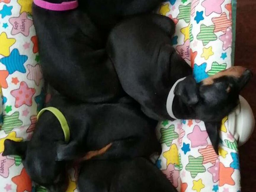 Щенки цвергпинчера